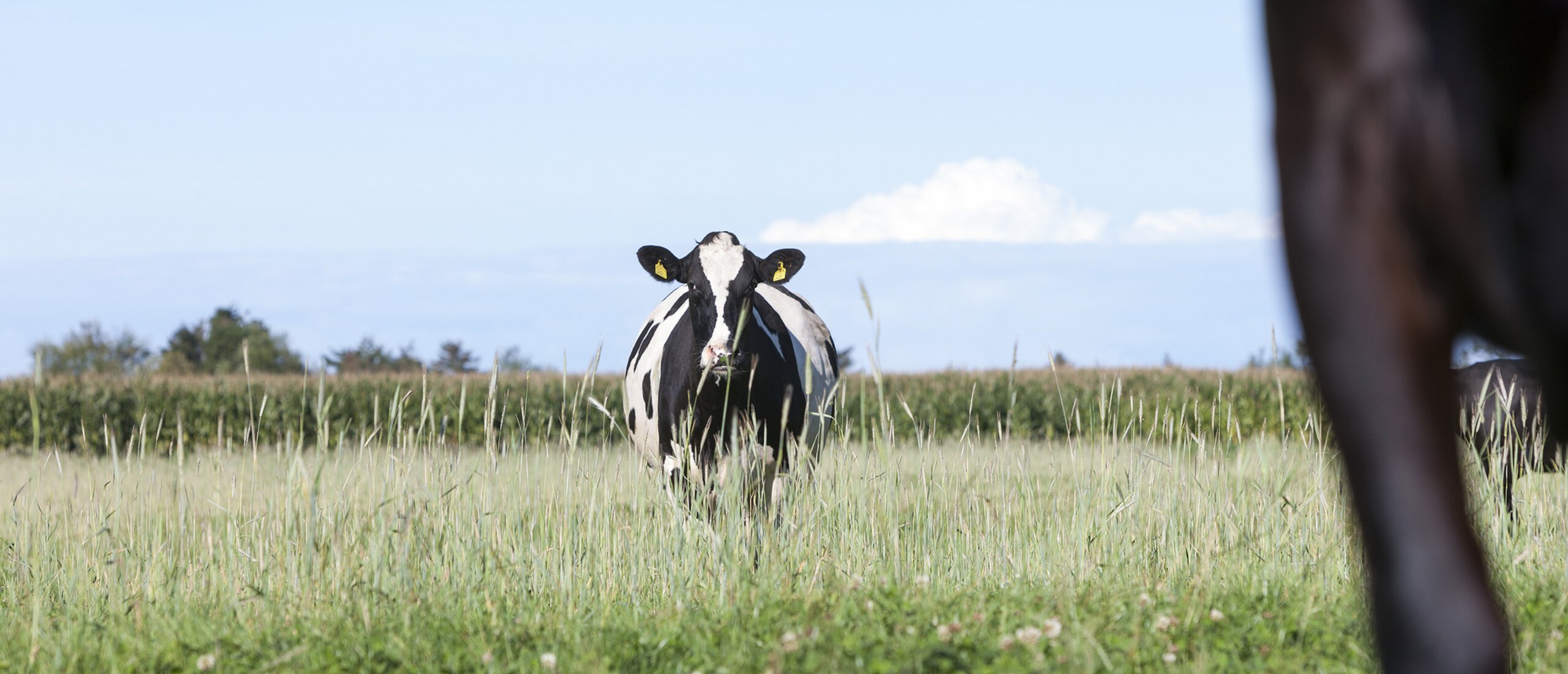 Nordic breeding philosophy for resilient dairy profitability