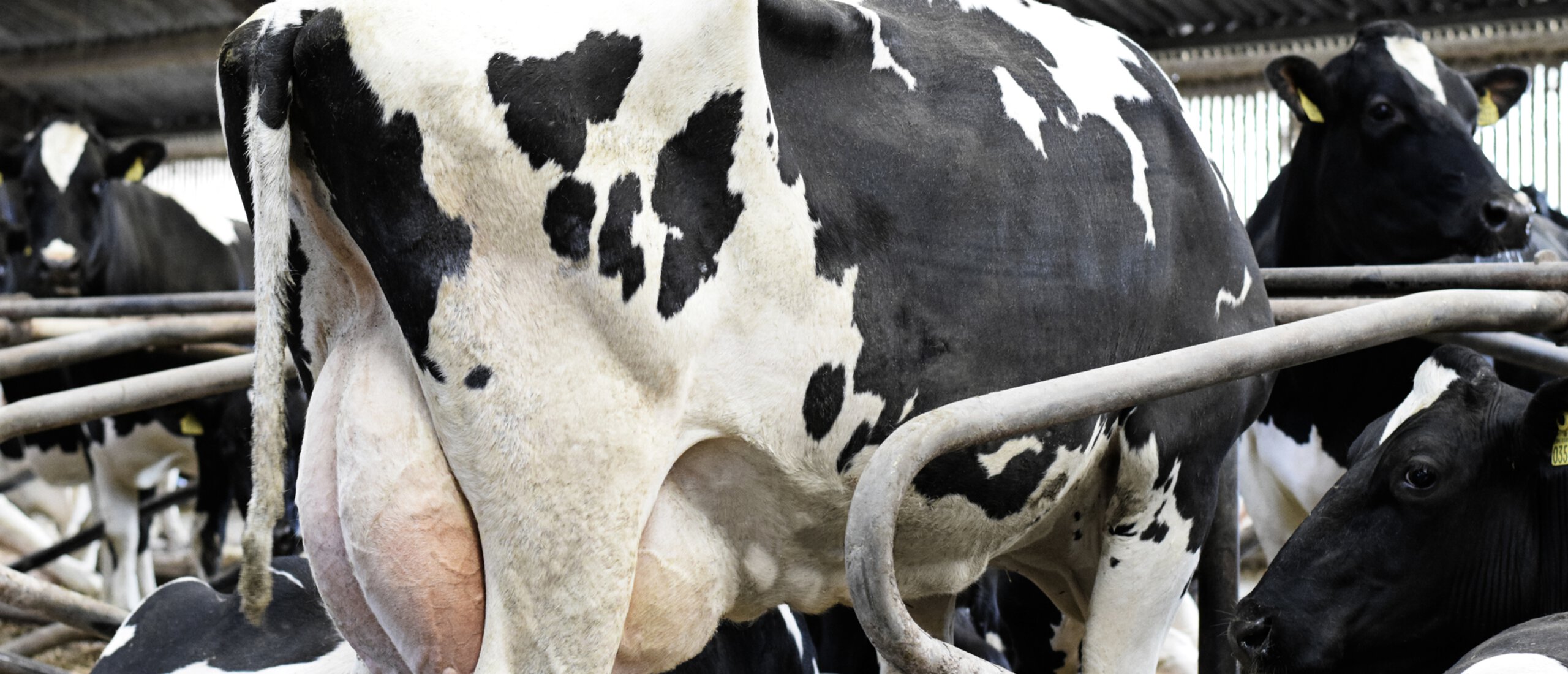 Genomic Test Results in World-Class Holstein Cows